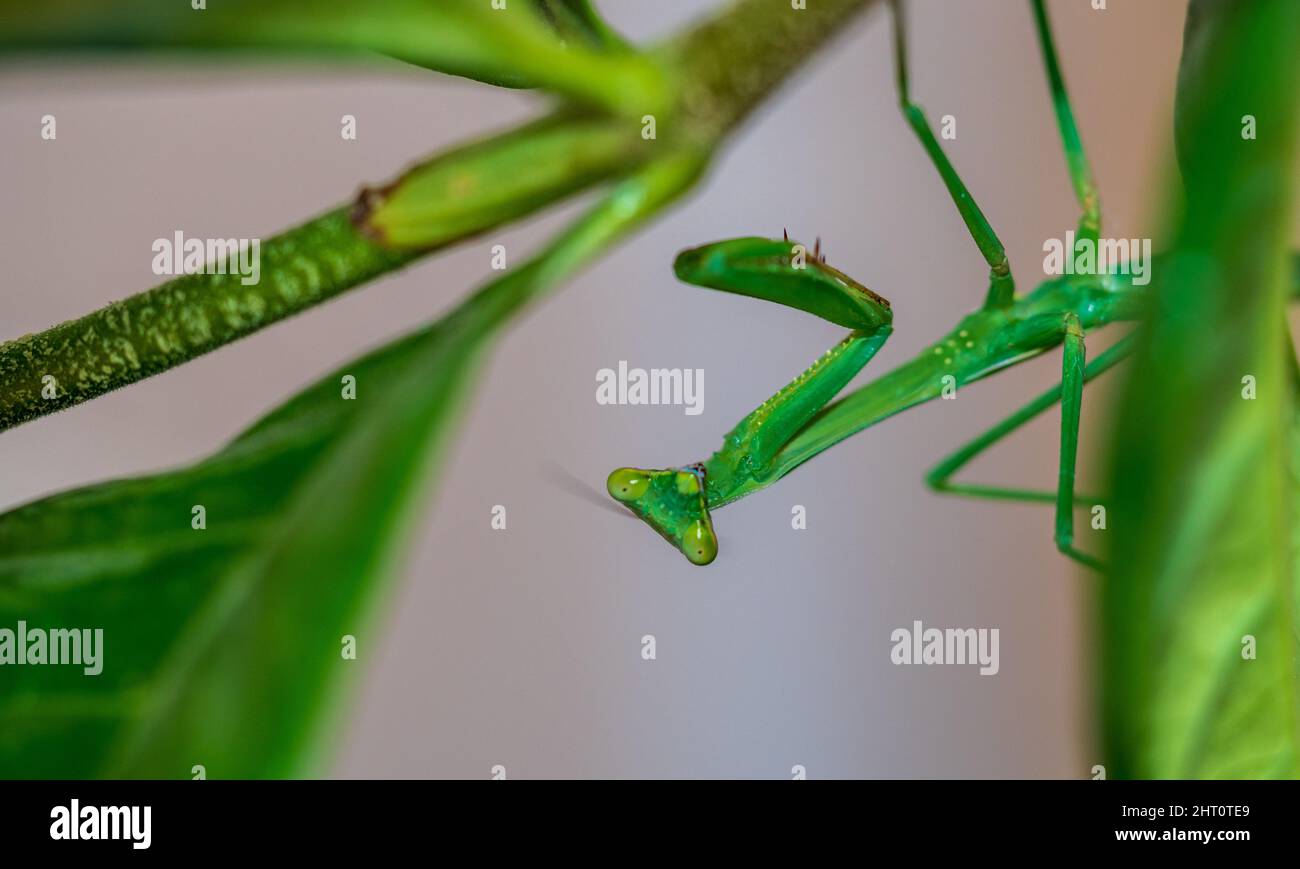 Mantis nature hi-res stock photography and images - Alamy