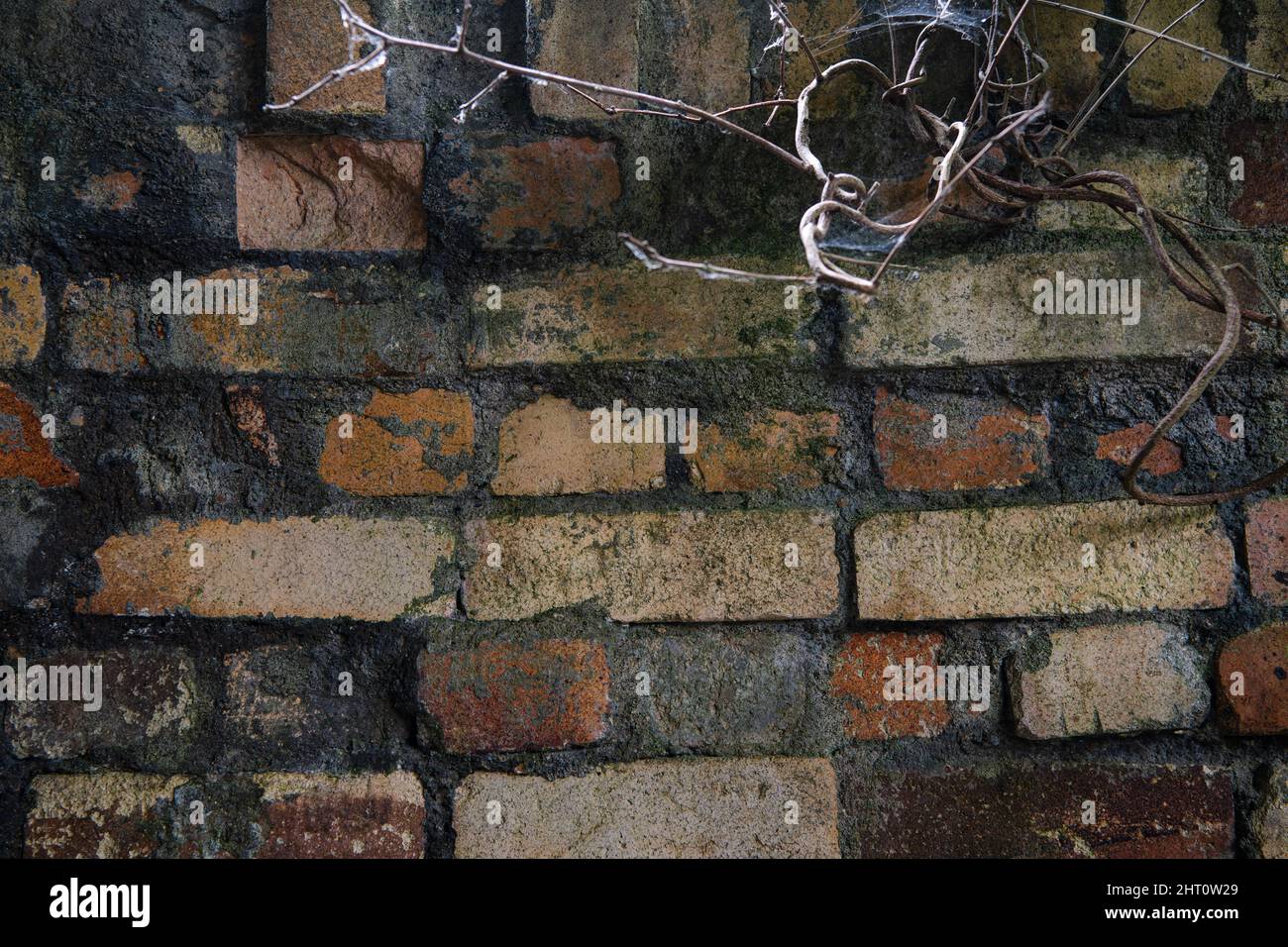 Old red brick wall surface texture background with a dead plant and a ...