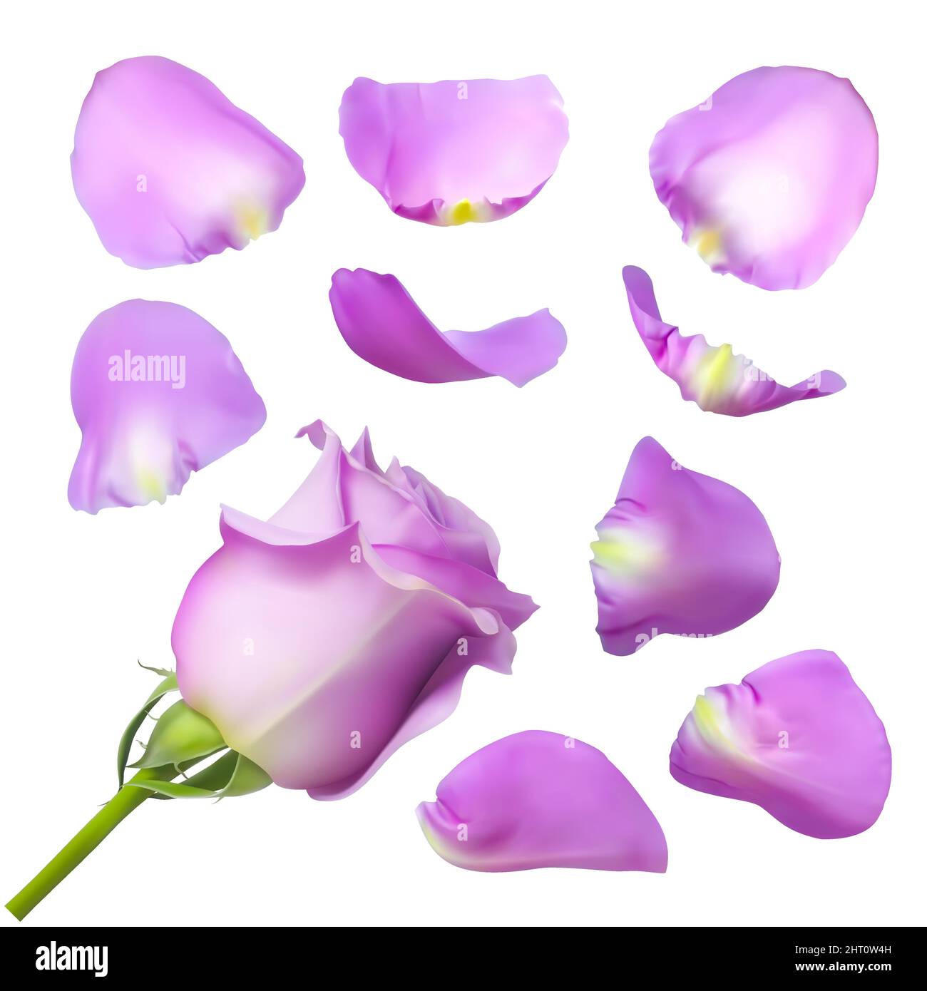 Realistic rose petals. Vector illustration with mesh gradients Stock ...