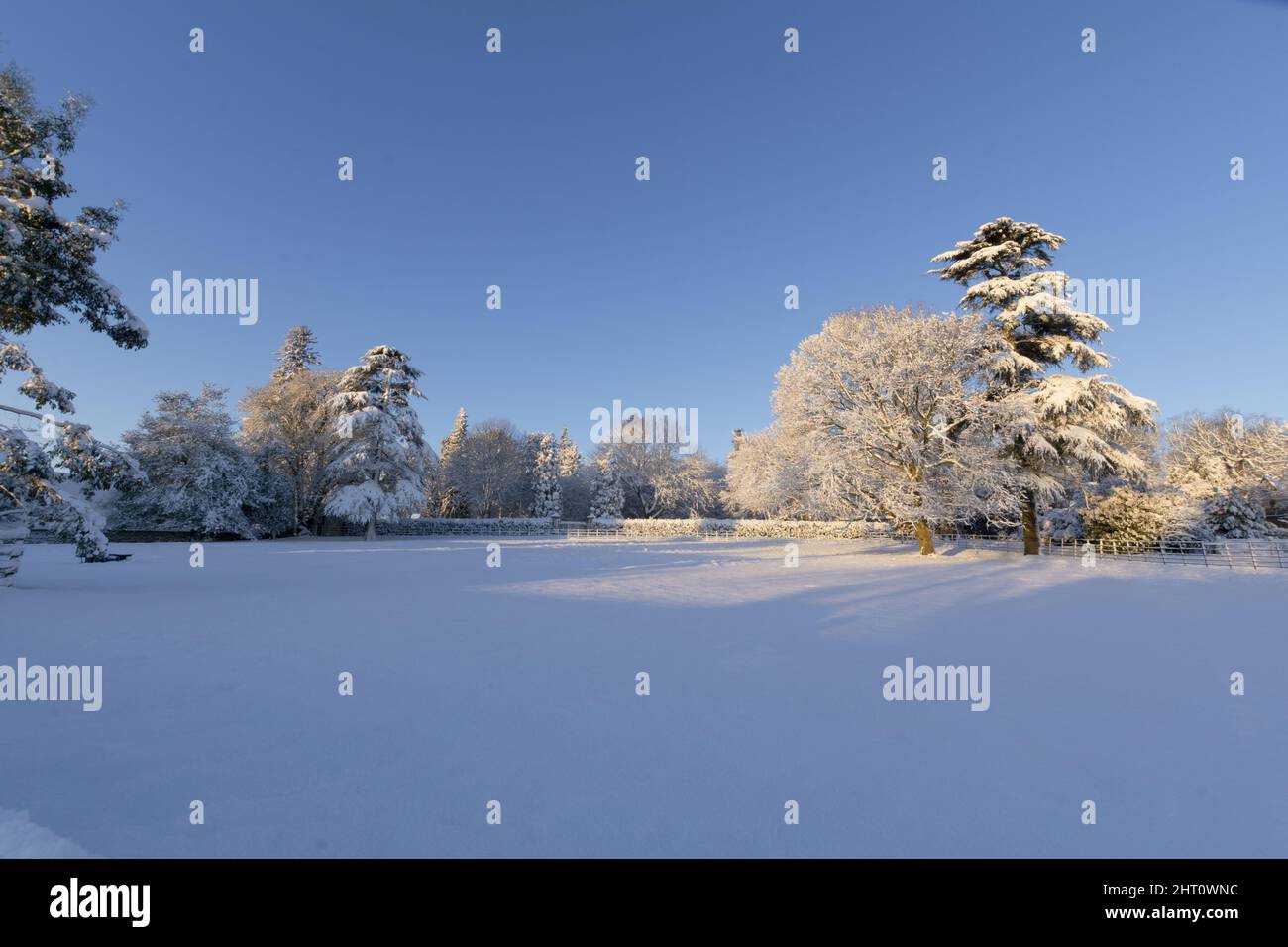 Landscape of a field surrounded by trees covered in the snow under the ...