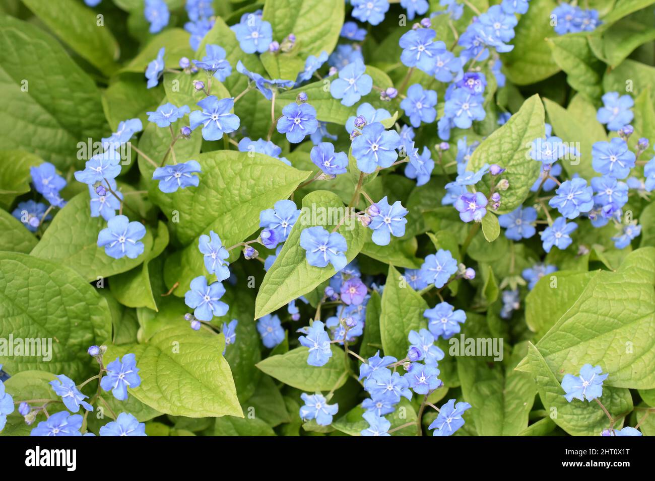 Verna bloom hi-res stock photography and images - Alamy