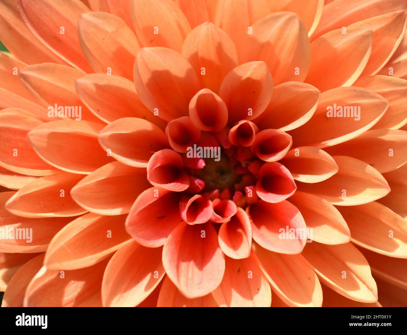 Beautiful orange color dahlia flower hi-res stock photography and ...