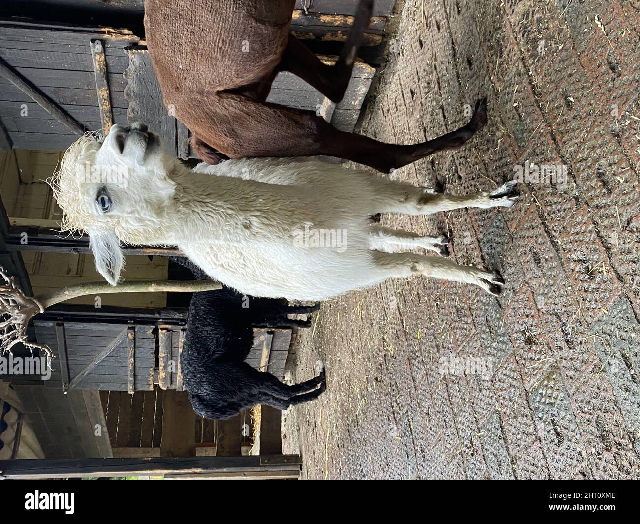 Alpakas hi-res stock photography and images - Alamy