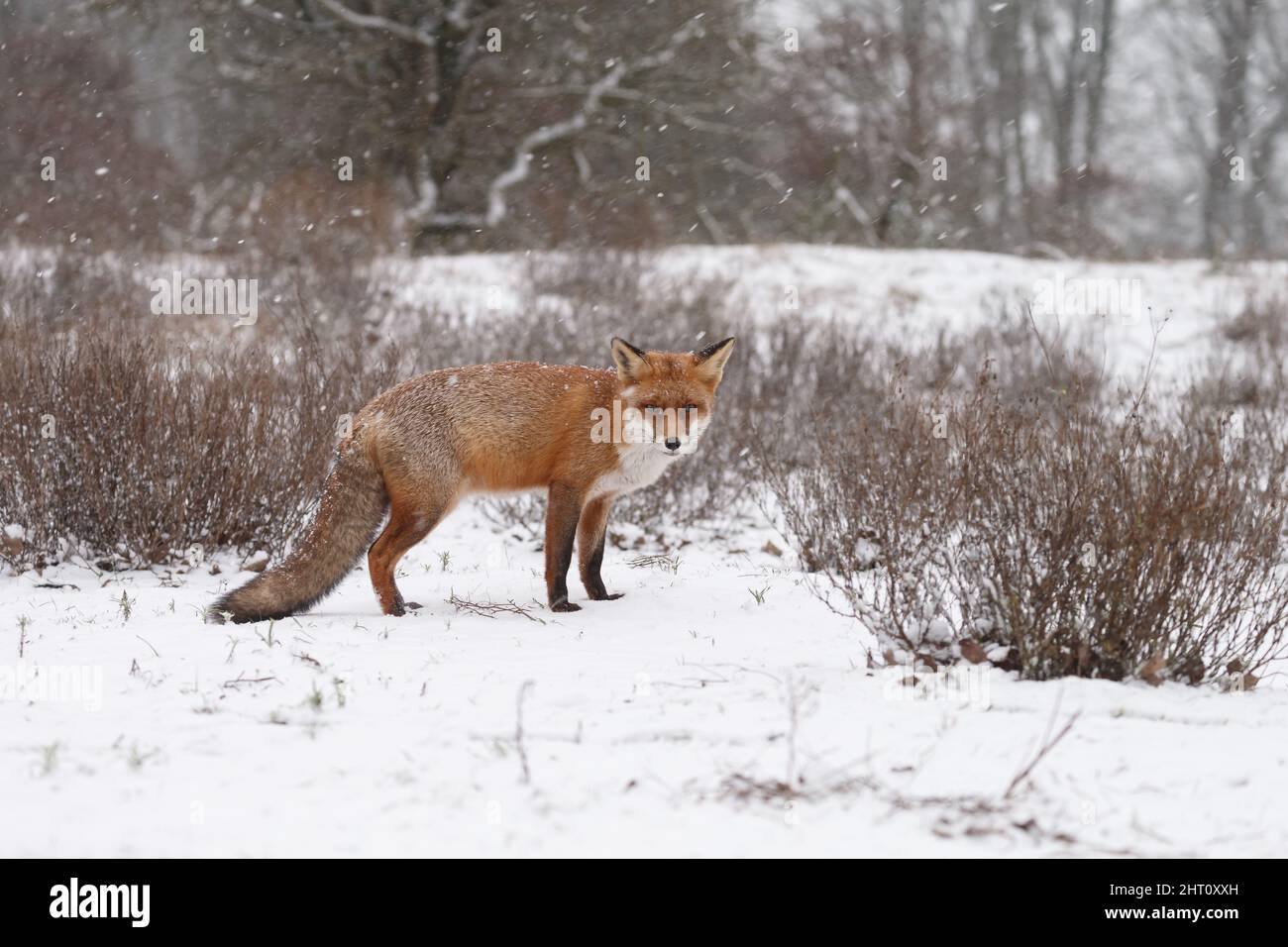 Red Fox in wintertime with snow and snowfall in nature on a cold day ...