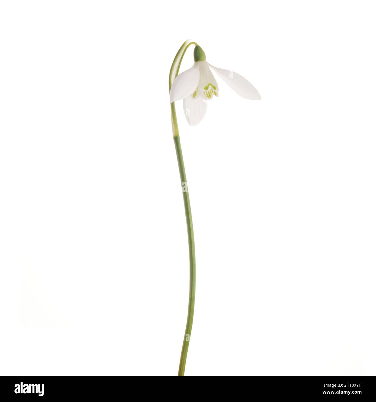 White Snowdrop flowers isolated on white background Stock Photo - Alamy