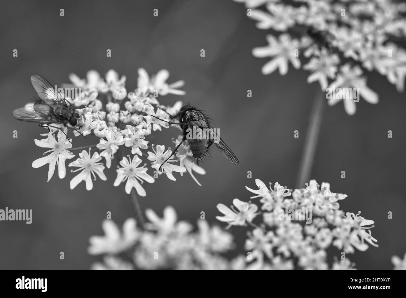 Grayscale of bees sipping nectar from the flowers Stock Photo - Alamy