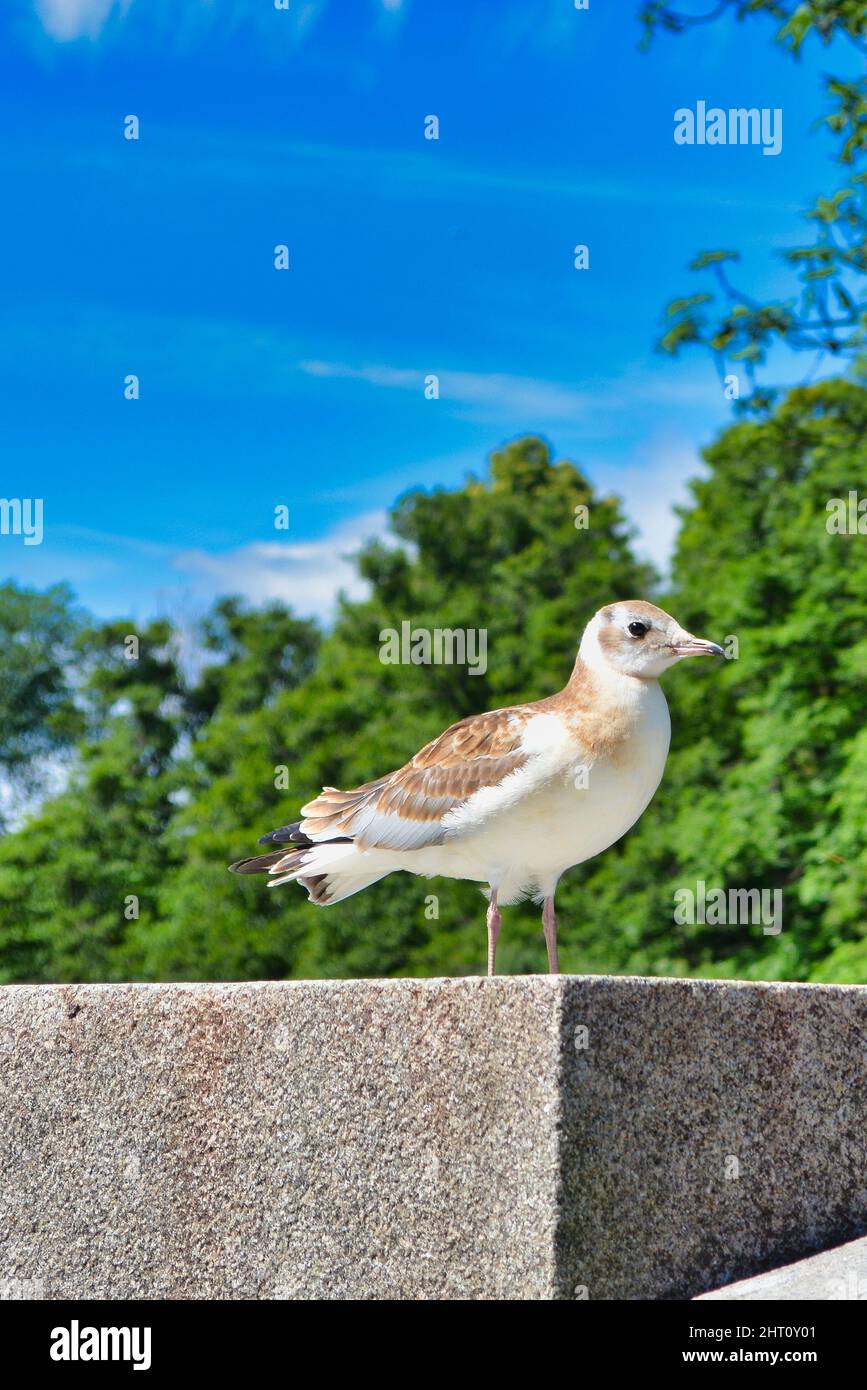 Closeup of a bird perching on concrete structure of a waterfront park ...