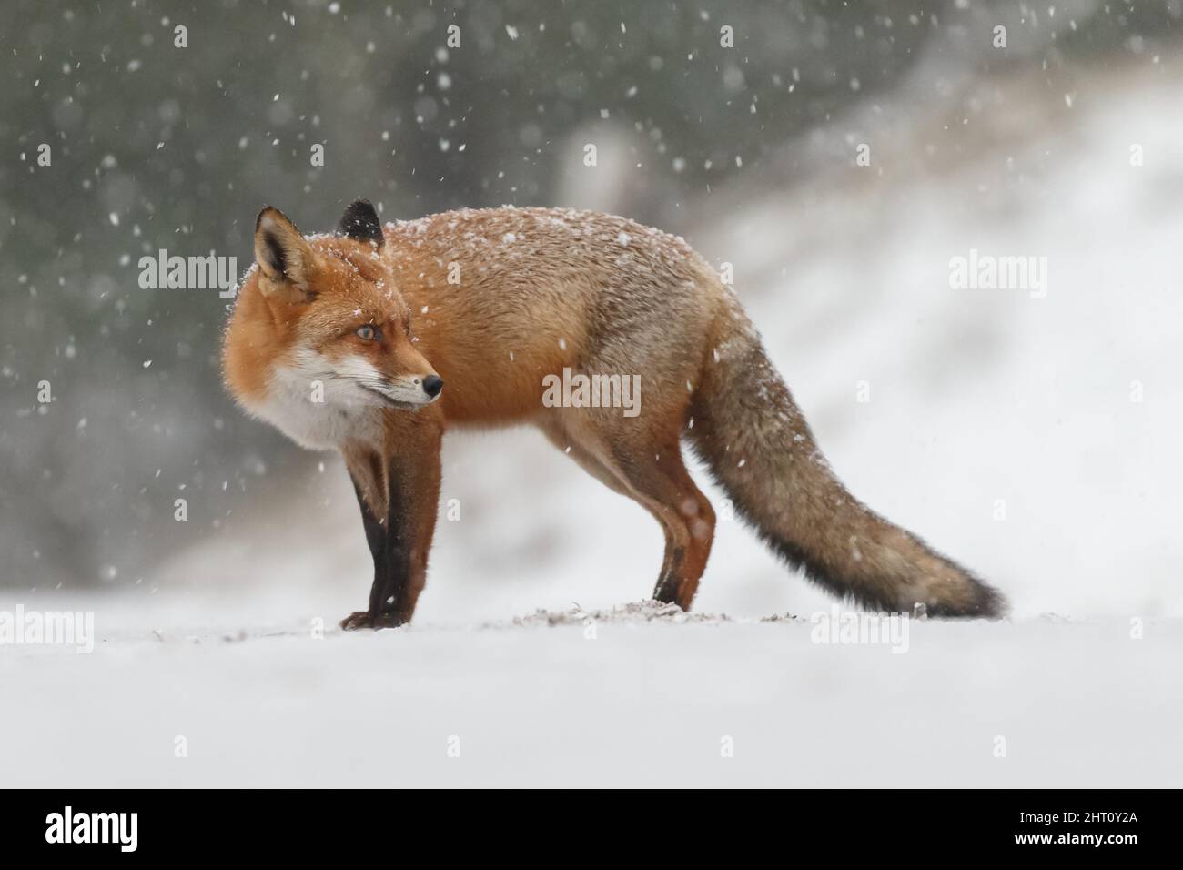 Red Fox in wintertime with snow and snowfall in nature on a cold day ...
