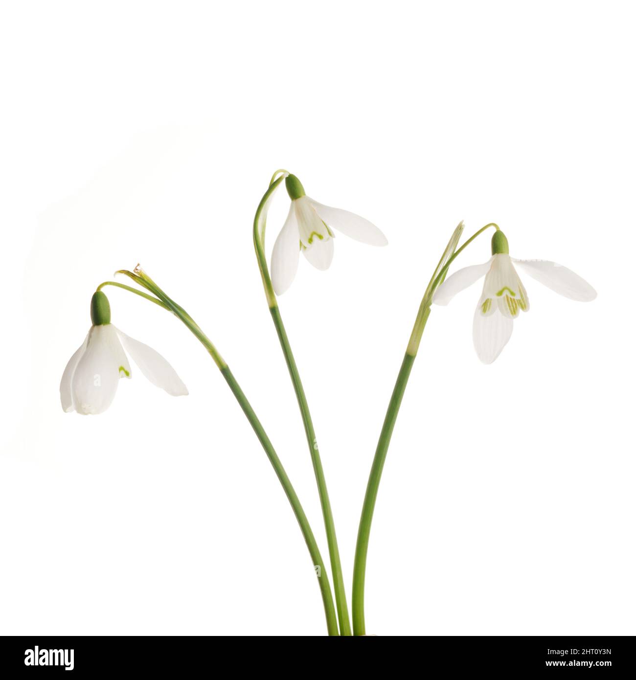 White Snowdrop flowers isolated on white background Stock Photo - Alamy