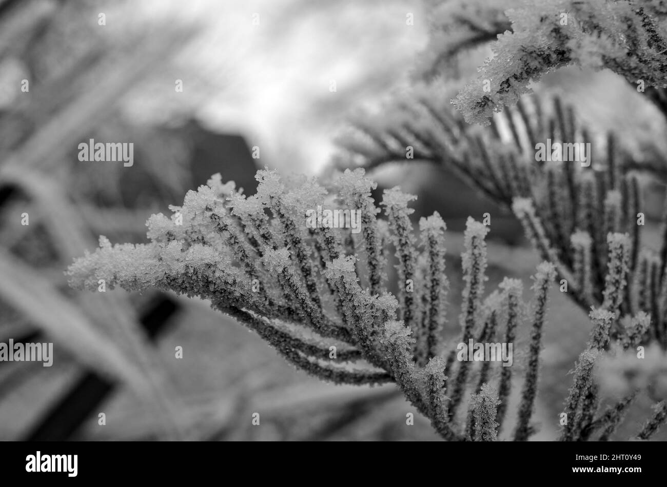 Grayscale of ramified plant powdered with ice crystals Stock Photo - Alamy