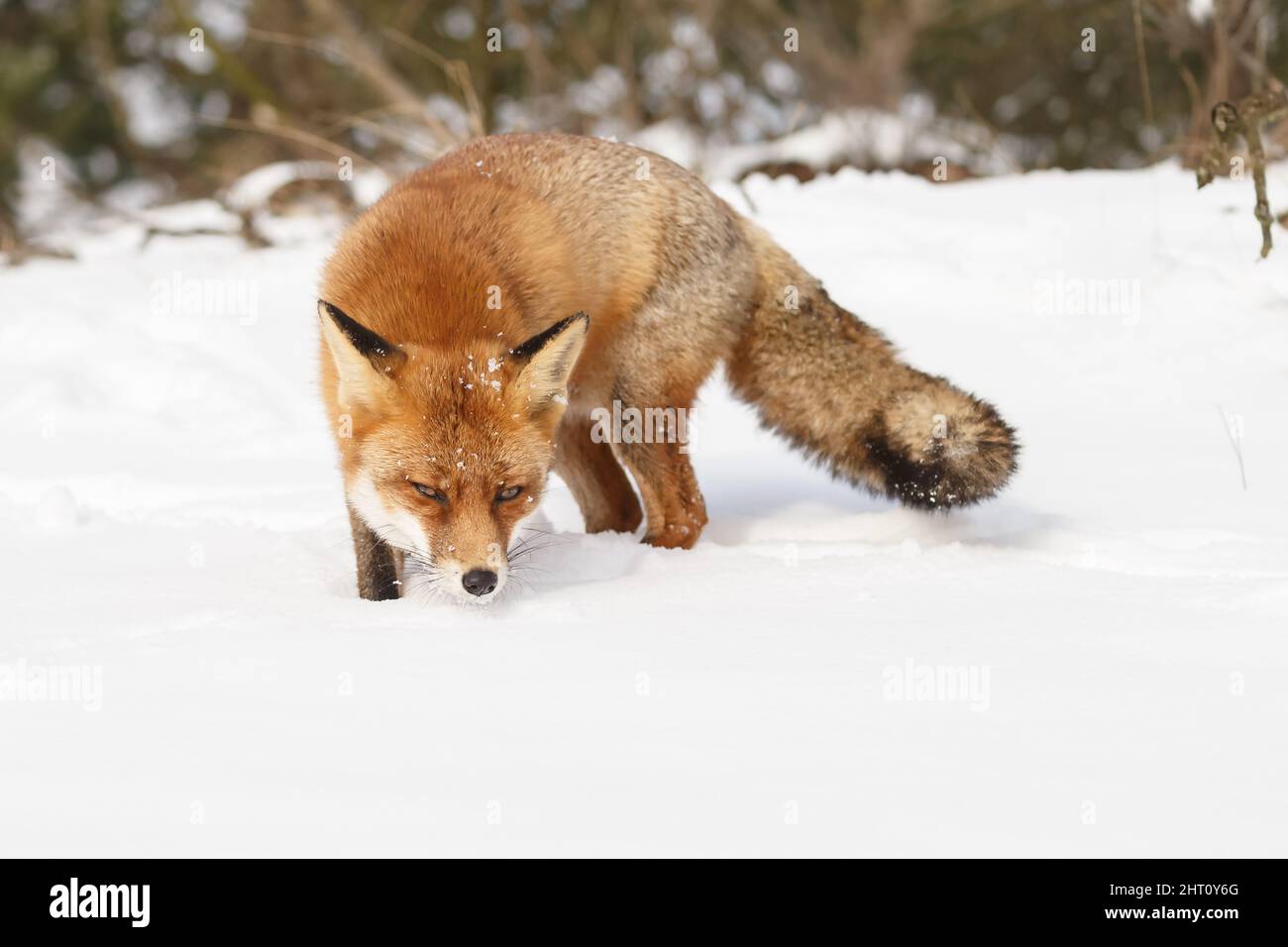 Red Fox in wintertime with snow and snowfall in nature on a cold day ...