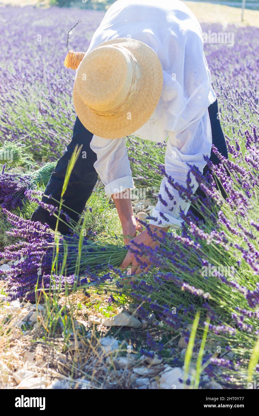 Man cutting lavender flowers by hand with a sickle. Manual farming ...