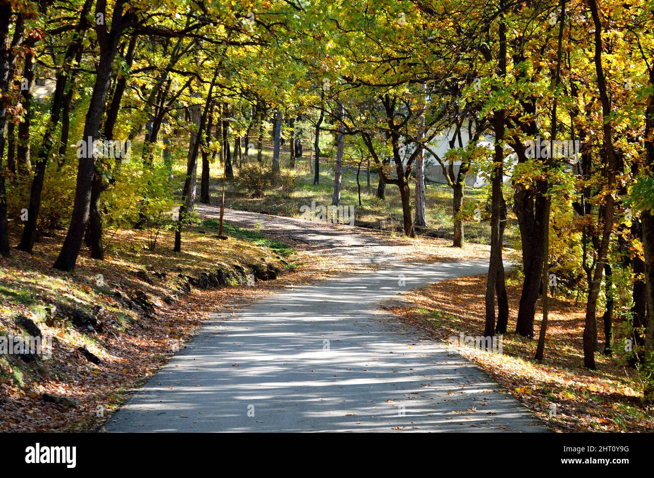 Empty footpath in the park with dry fallen leaves on the ground in fall ...
