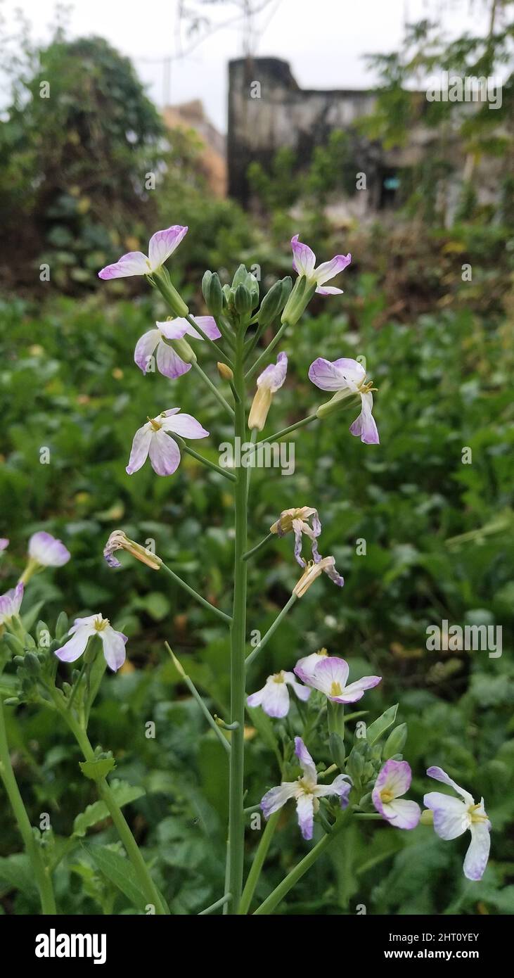 Radish blooms High Resolution Stock Photography and Images - Alamy