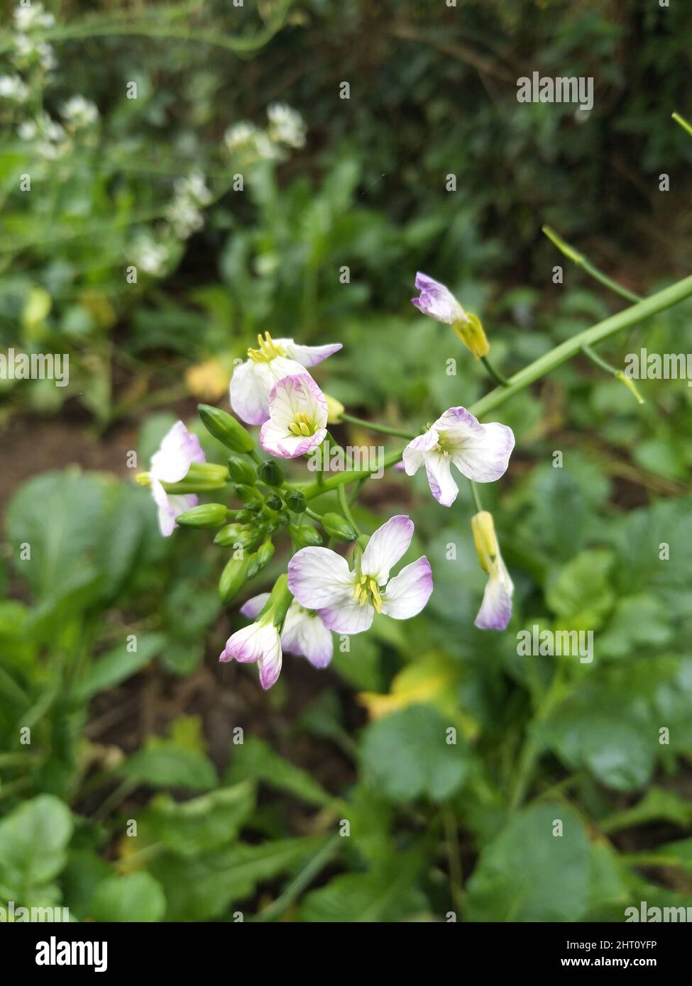 Radish blossom raphanus sativus hi-res stock photography and images - Alamy