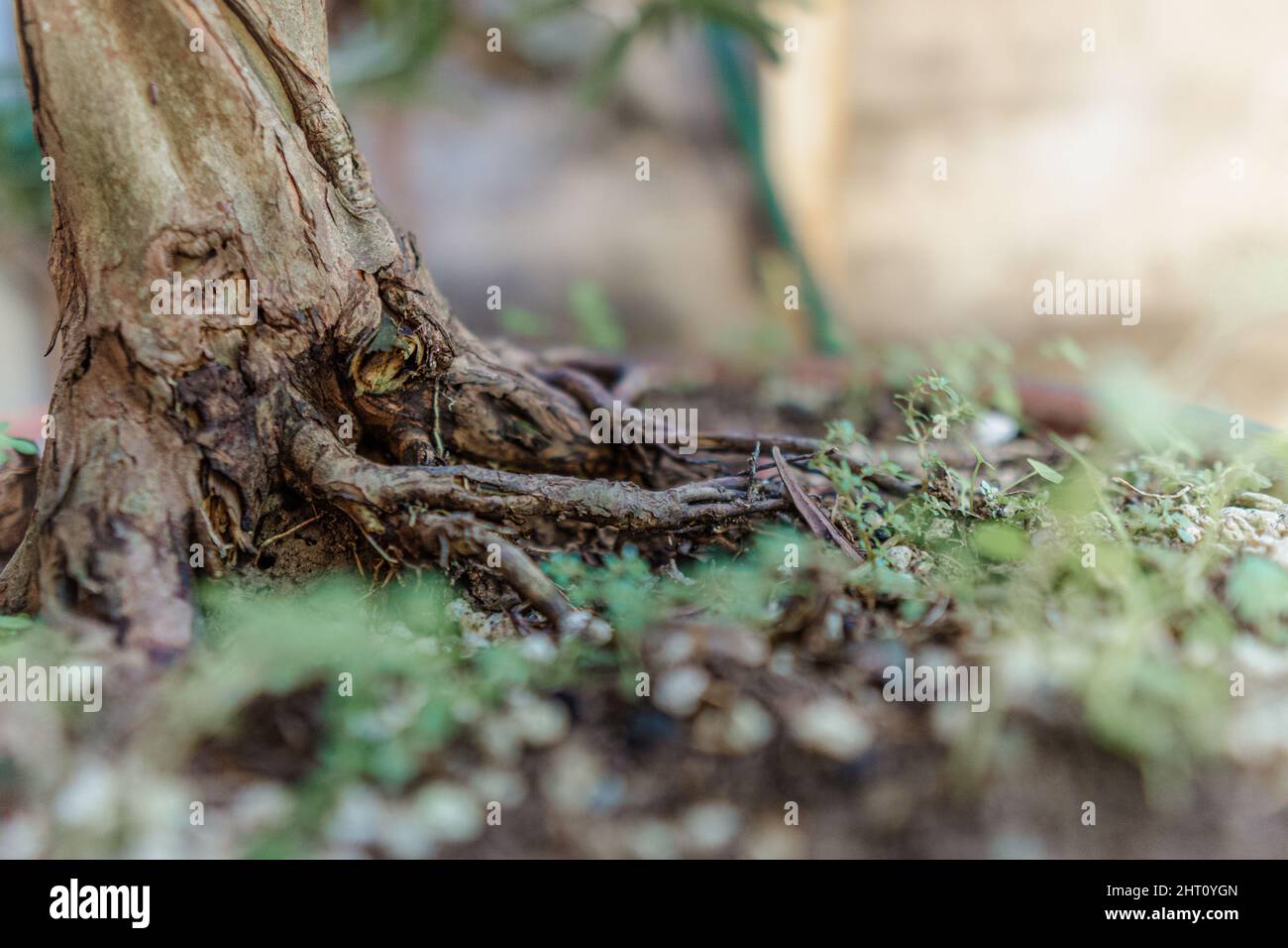 Shallow focus shot of a tree's roots over the dirt, surrounded by green ...