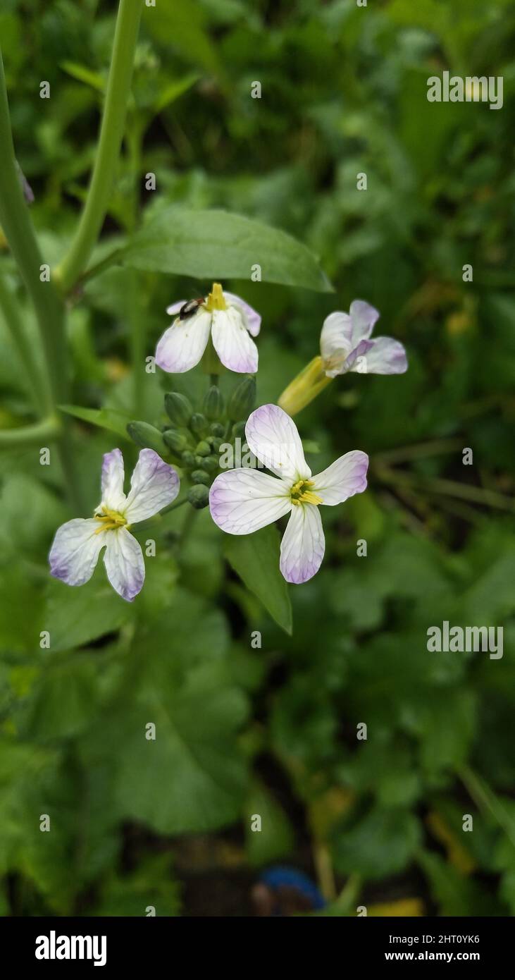 Wild radish flower. hortensis f. raphanistroides. Raphanus caudatus ...