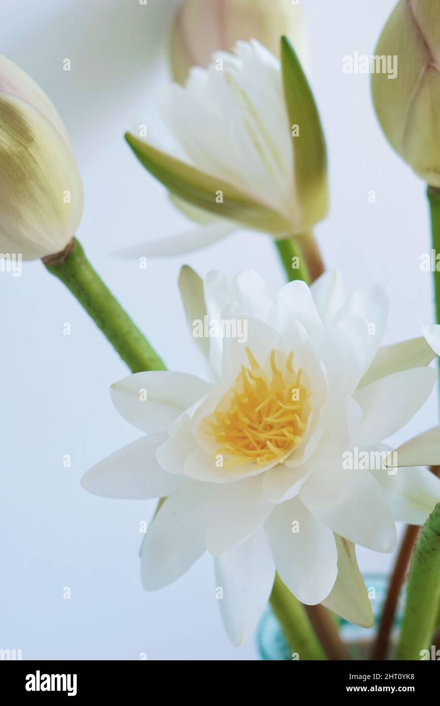 Vertical shot of whute flowers on light blue background Stock Photo - Alamy
