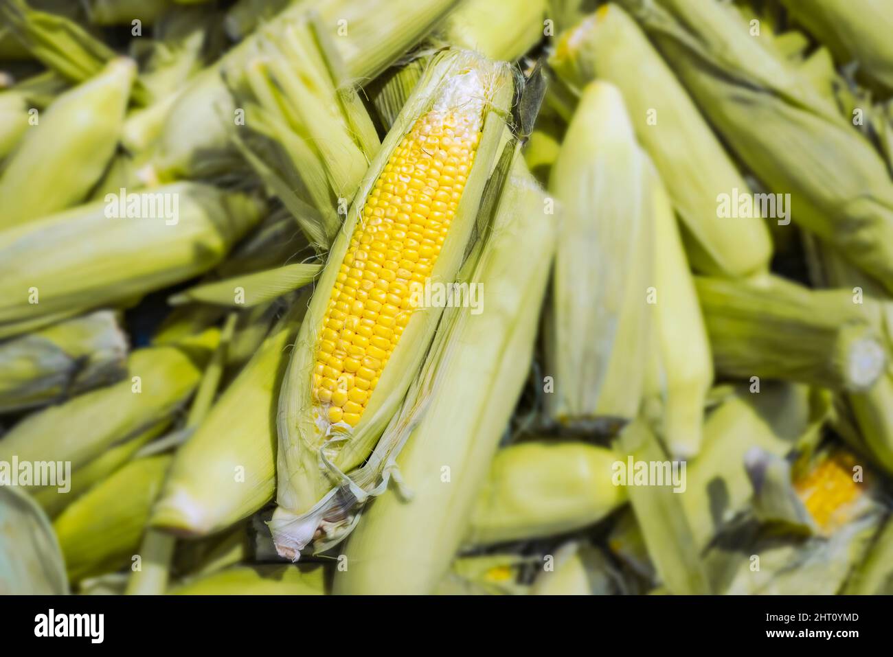 Fresh sweet corn cobs on a vegetable counter in a supermarket Stock ...