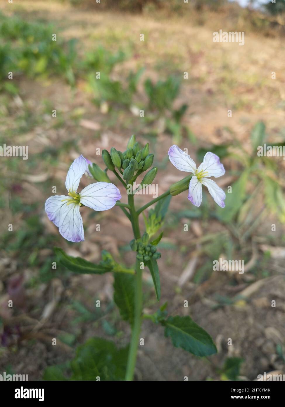 Wild radish flower. hortensis f. raphanistroides. Raphanus caudatus ...