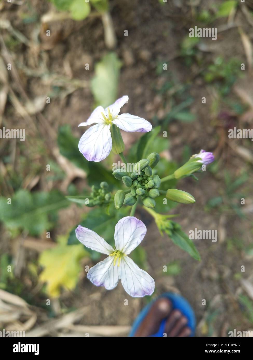 Wild radish flower. hortensis f. raphanistroides. Raphanus caudatus ...