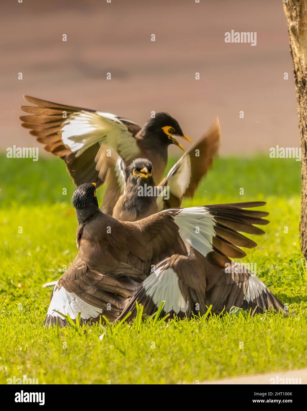Jungle myna head hi-res stock photography and images - Alamy