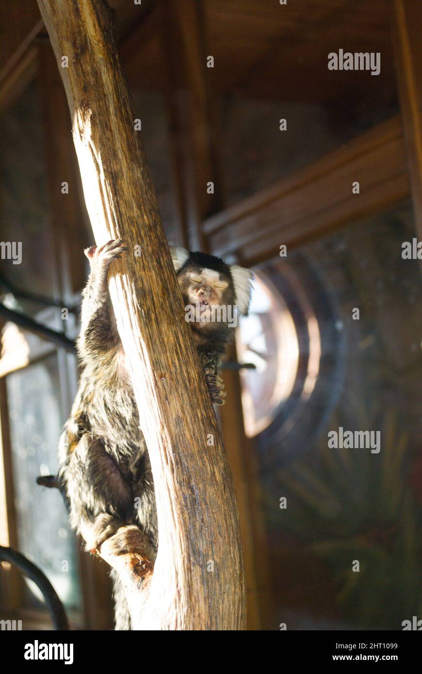 Common marmoset family hi-res stock photography and images - Alamy