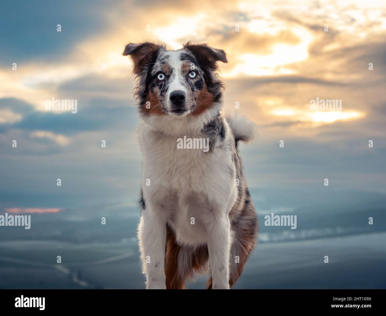 Australian Sheppard in the rising sun Stock Photo - Alamy
