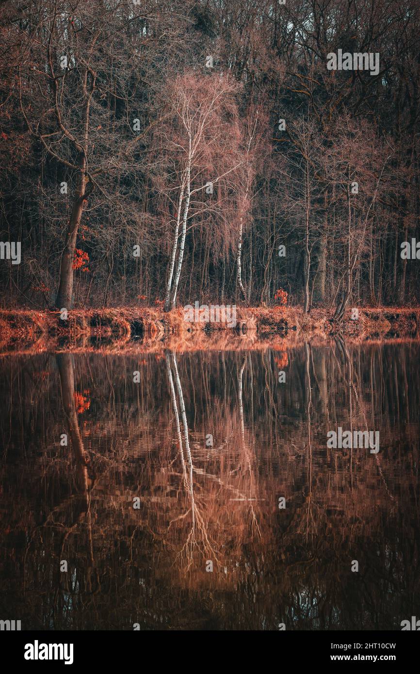 Trees reflection in the lake Stock Photo - Alamy
