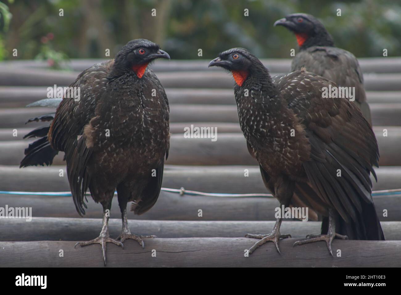 Birds breed hi-res stock photography and images - Alamy