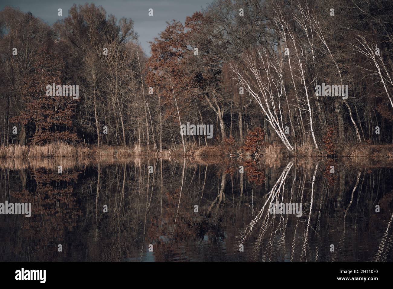 Trees reflection in the lake Stock Photo - Alamy