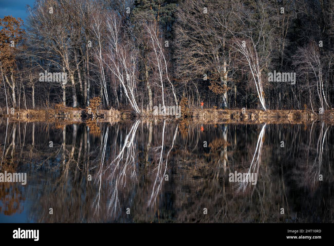 Trees reflection in the lake Stock Photo - Alamy