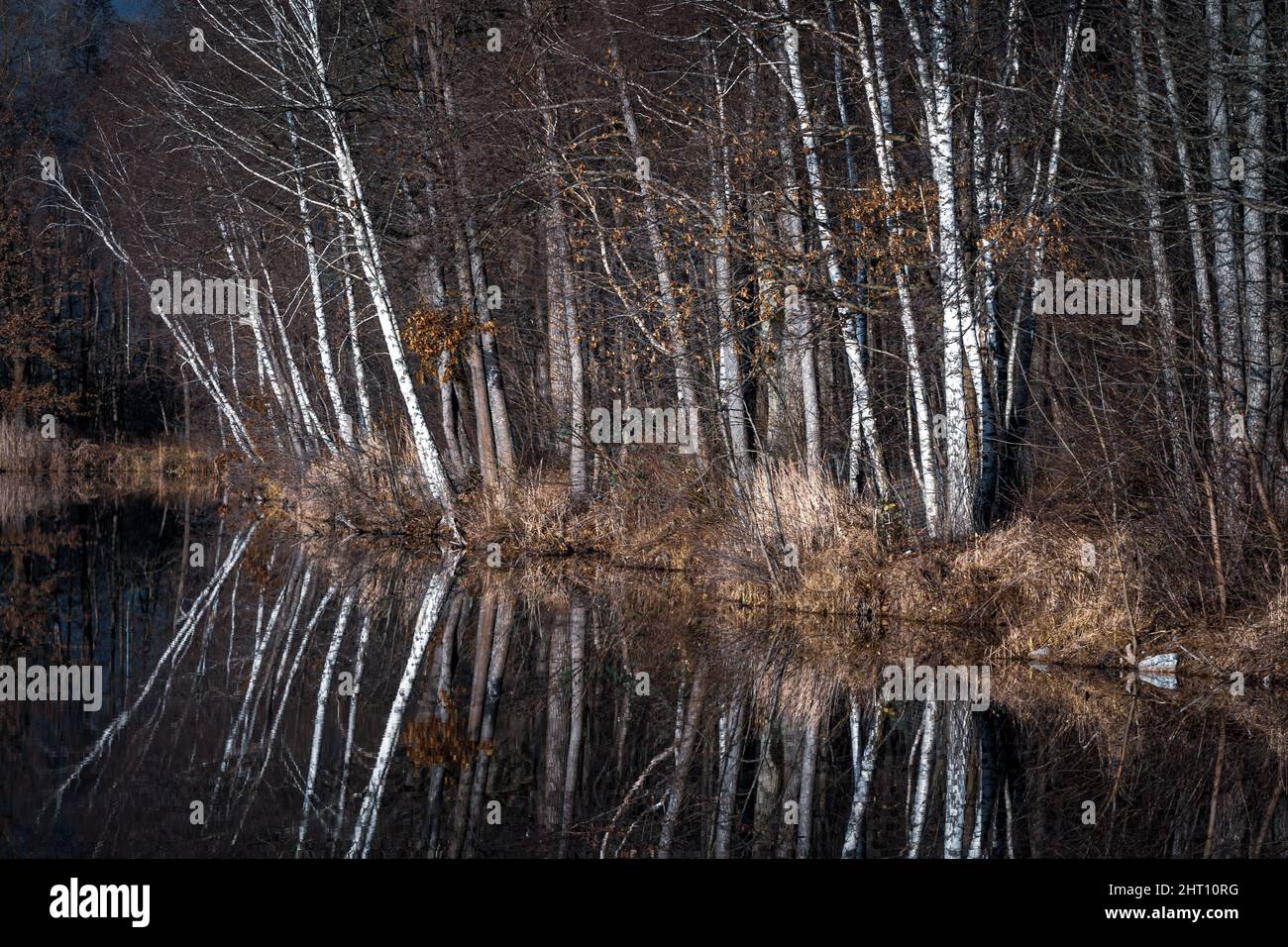 Trees reflection in the lake Stock Photo - Alamy