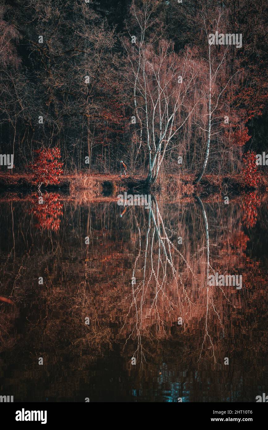 Trees reflection in the lake Stock Photo - Alamy