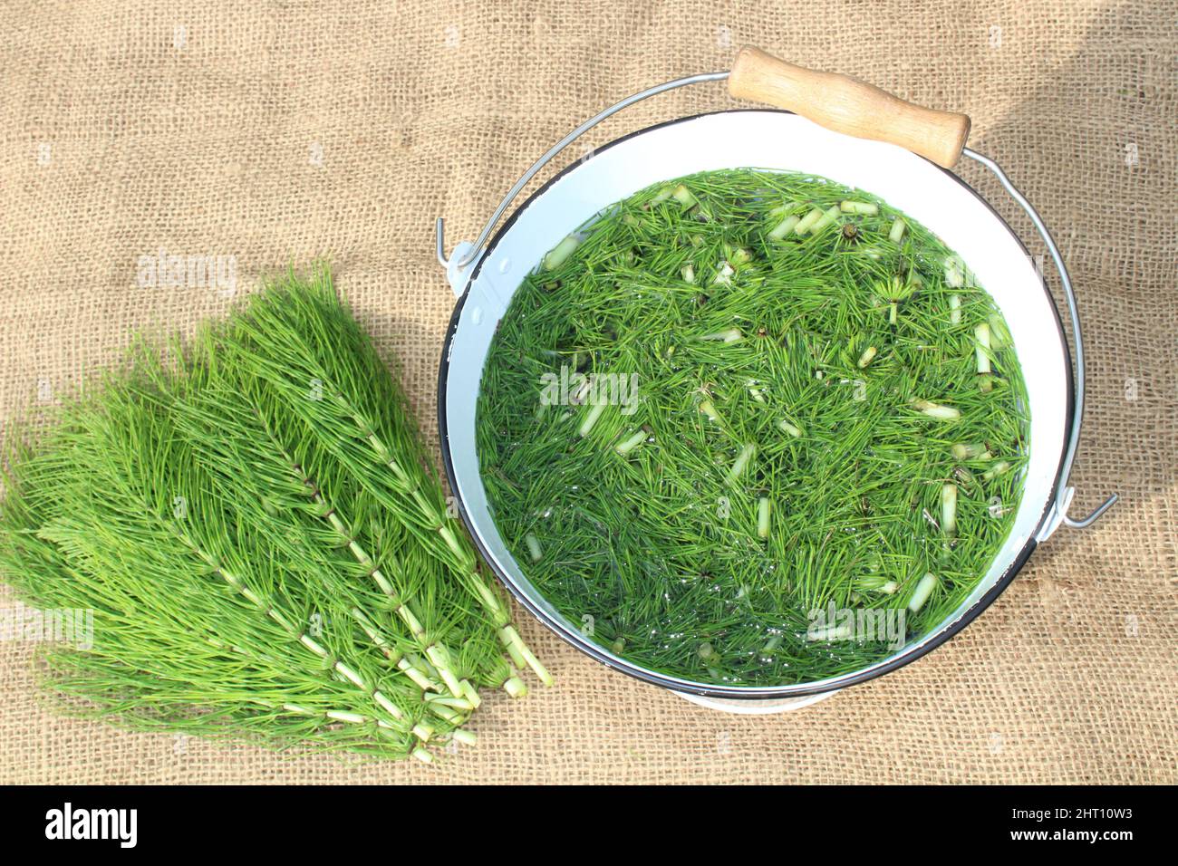 liquid manure from horsetail in a bucket on a jute sack Stock Photo - Alamy