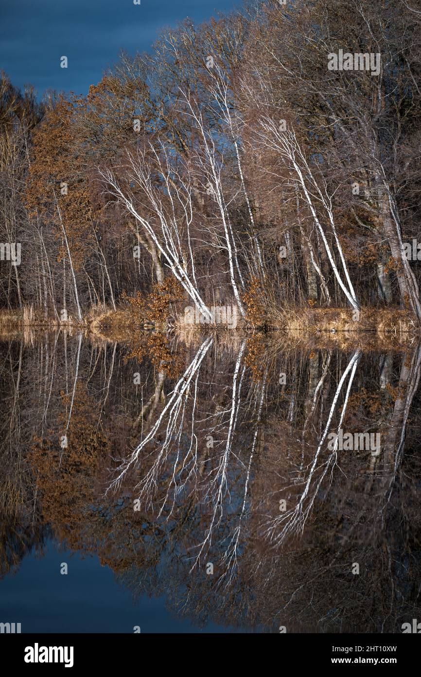 Trees reflection in the lake Stock Photo - Alamy