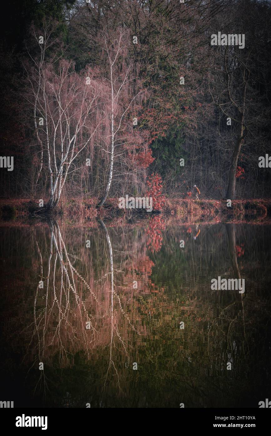 Trees reflection in the lake Stock Photo - Alamy