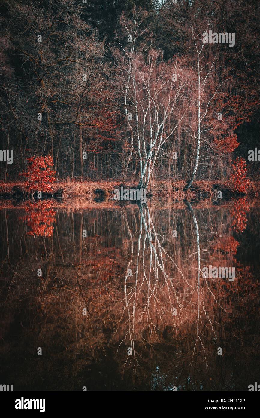 Trees reflection in the lake Stock Photo - Alamy