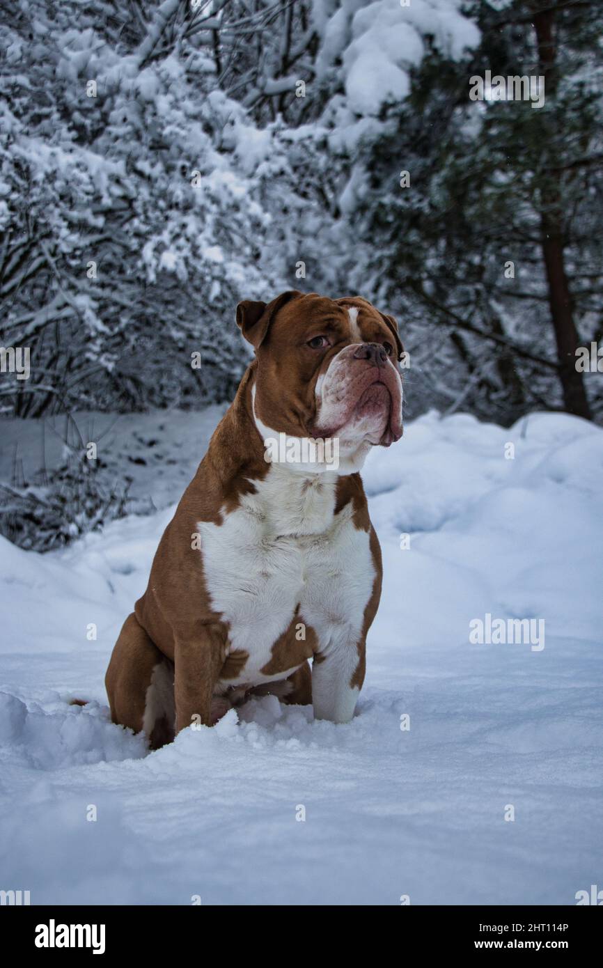 Muscular heavy dog hi-res stock photography and images - Alamy