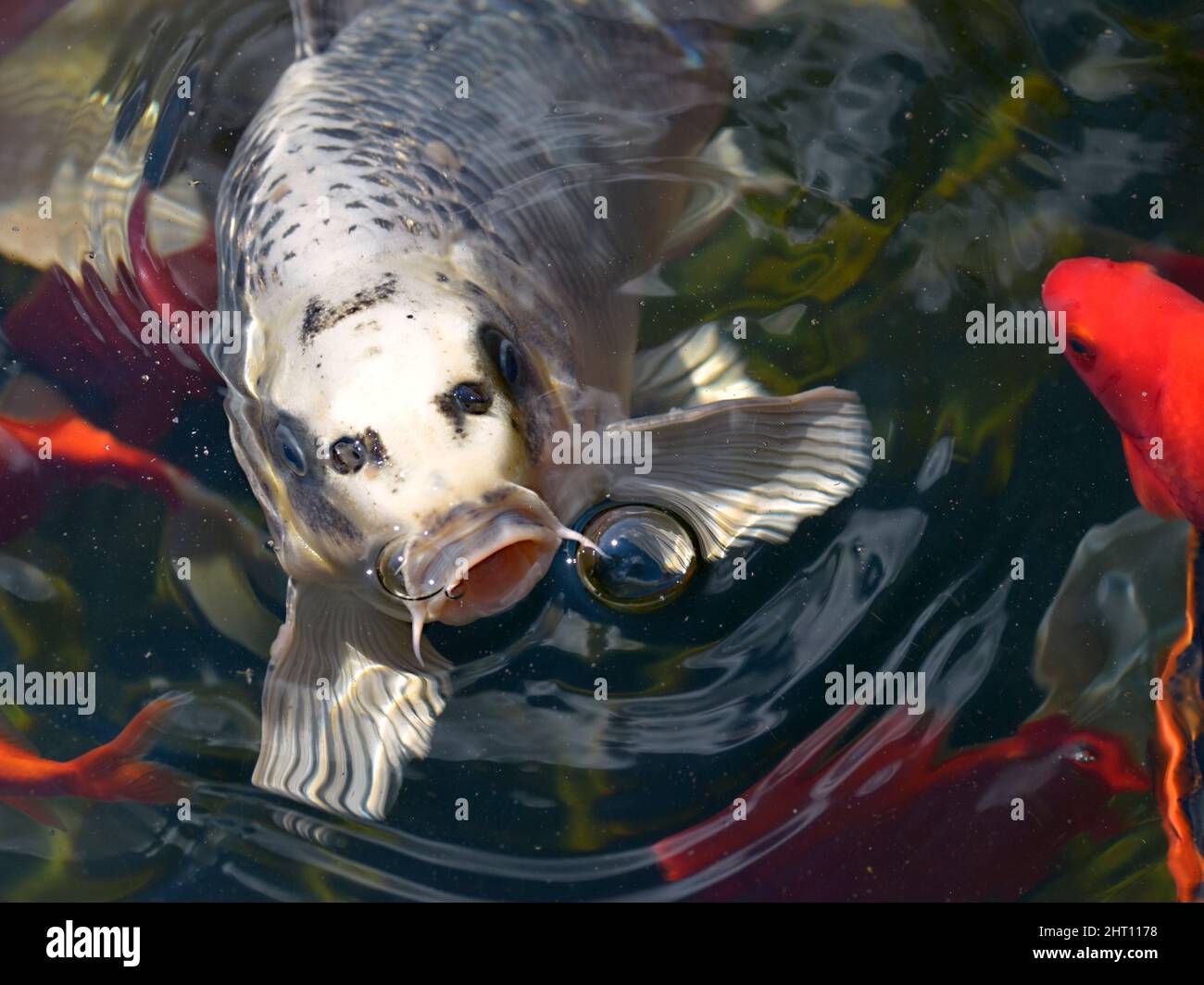 Closeup grey carp koi (Cyprinus) on the water surface Stock Photo - Alamy