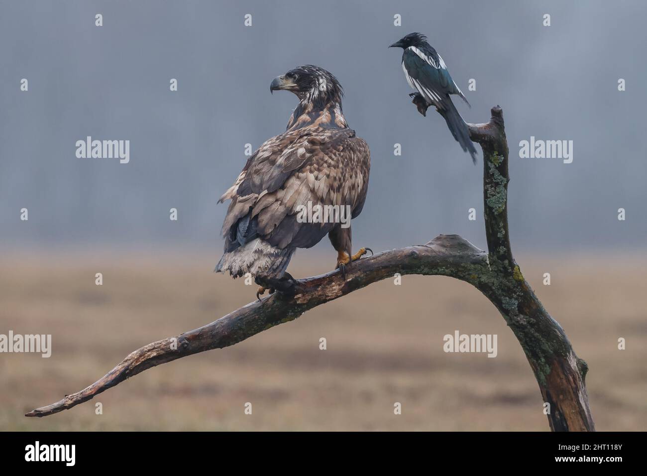 European Eagle a big bird of prey in nature Stock Photo - Alamy