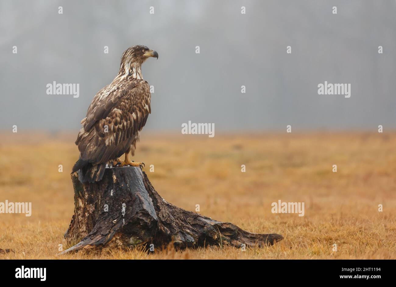 European Eagle a big bird of prey in nature Stock Photo - Alamy