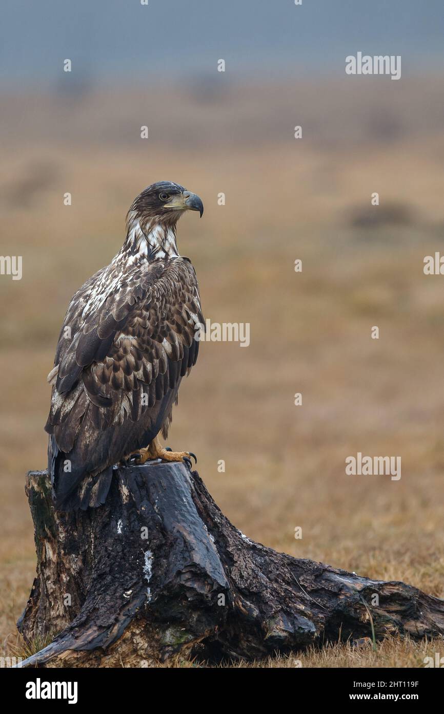 European Eagle a big bird of prey in nature Stock Photo - Alamy