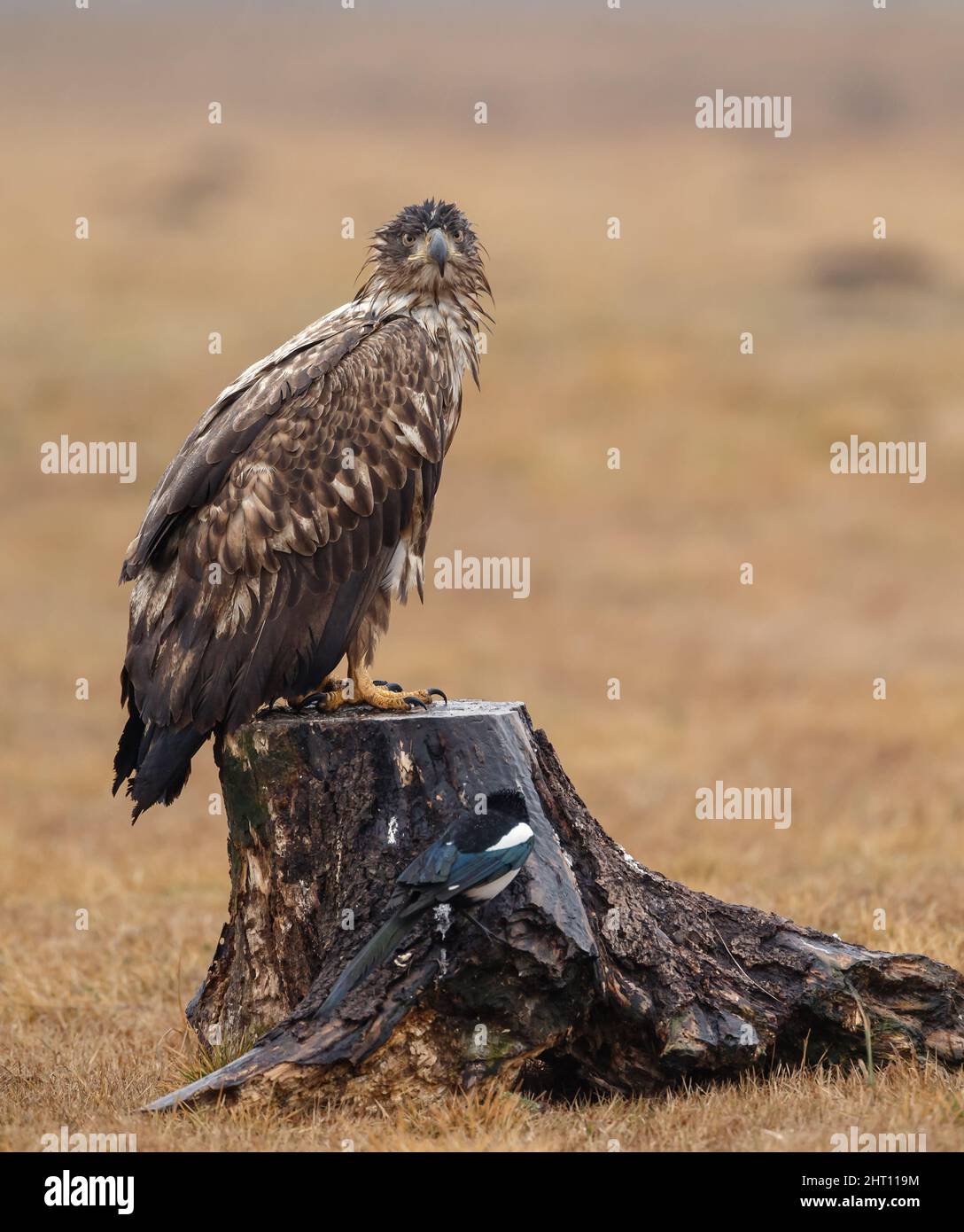 European Eagle a big bird of prey in nature Stock Photo - Alamy