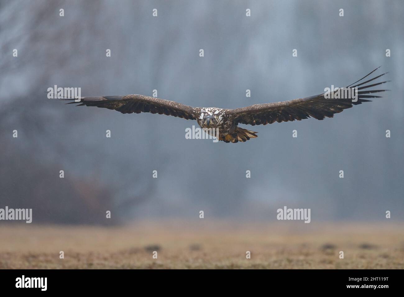 European Eagle a big bird of prey in nature Stock Photo - Alamy