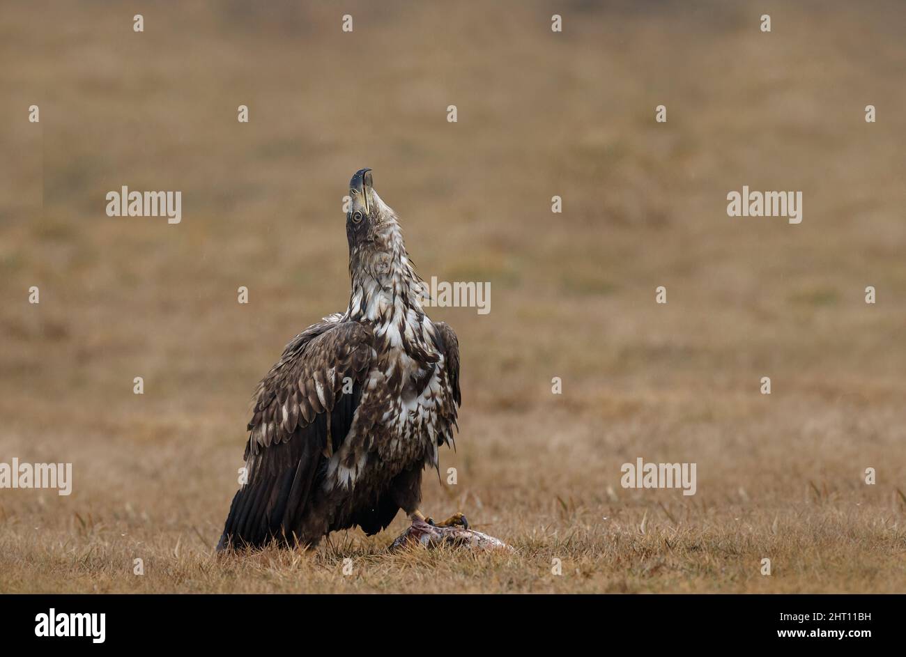 European Eagle a big bird of prey in nature Stock Photo - Alamy