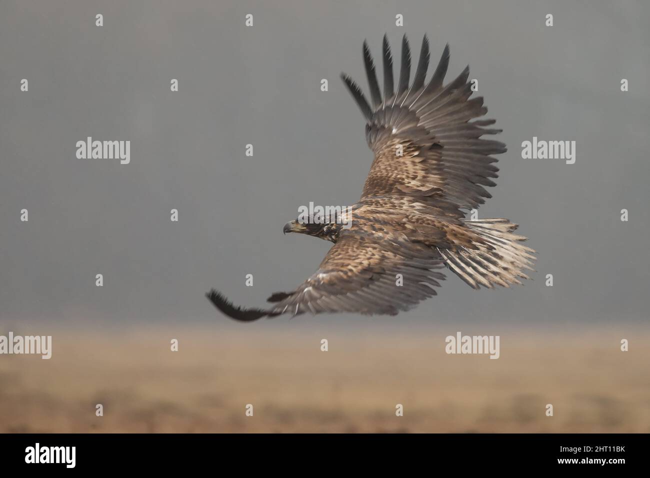 European Eagle a big bird of prey in nature Stock Photo - Alamy
