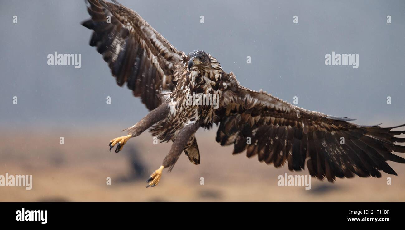 European Eagle a big bird of prey in nature Stock Photo - Alamy