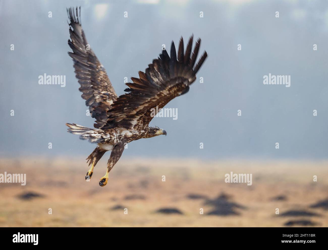European Eagle a big bird of prey in nature Stock Photo - Alamy