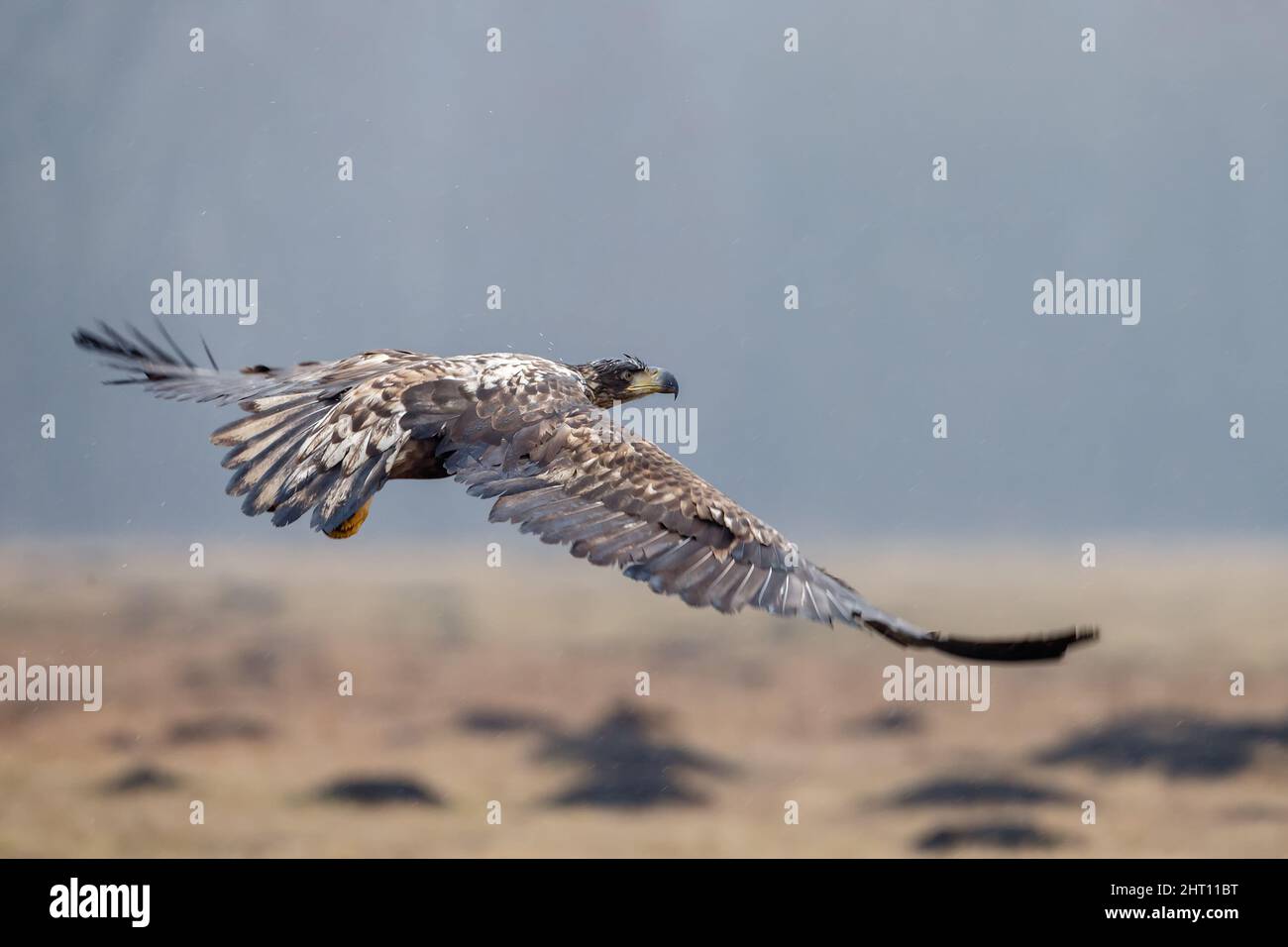 European Eagle a big bird of prey in nature Stock Photo - Alamy